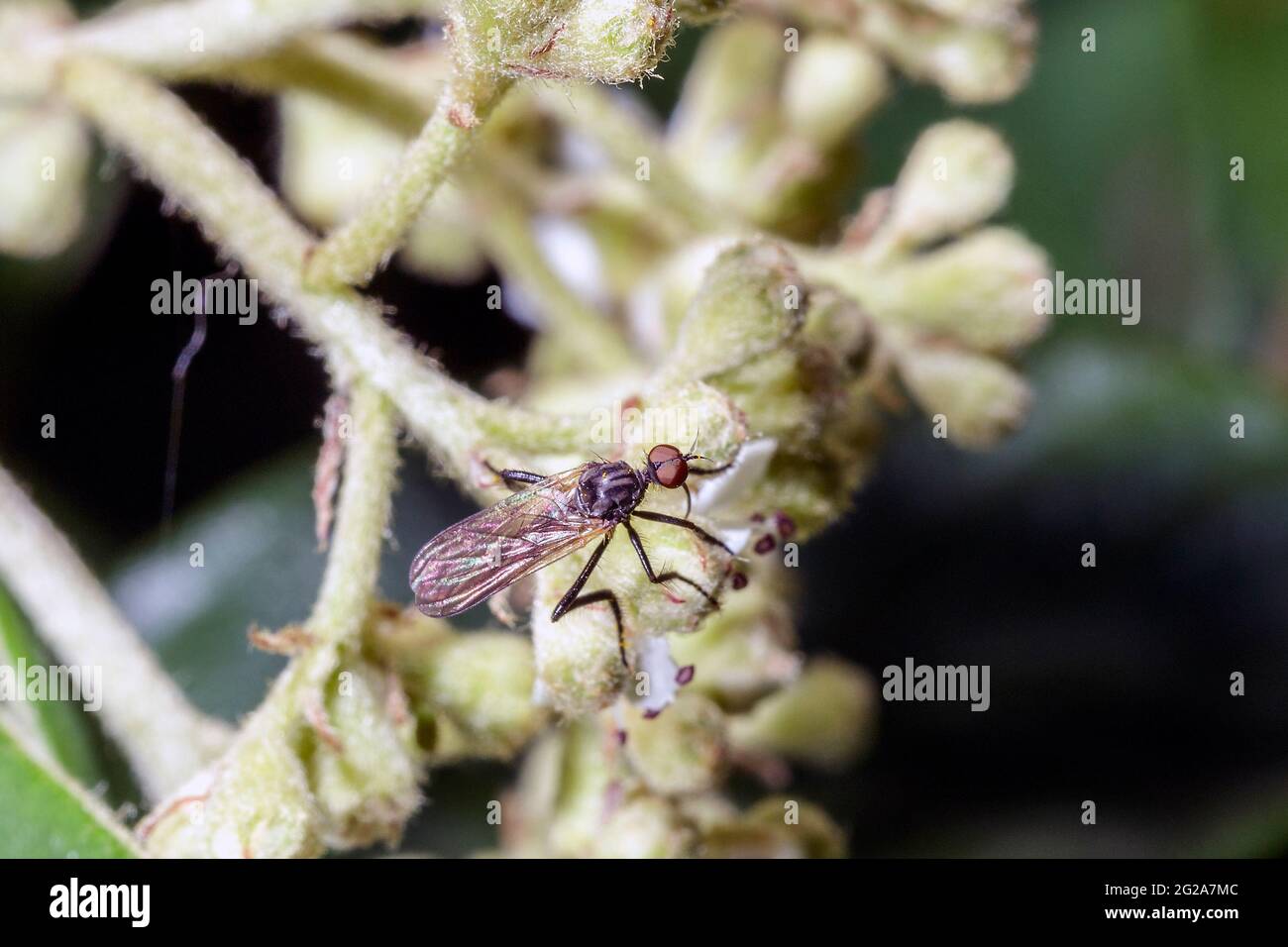 Gadfly bite hi-res stock photography and images - Alamy