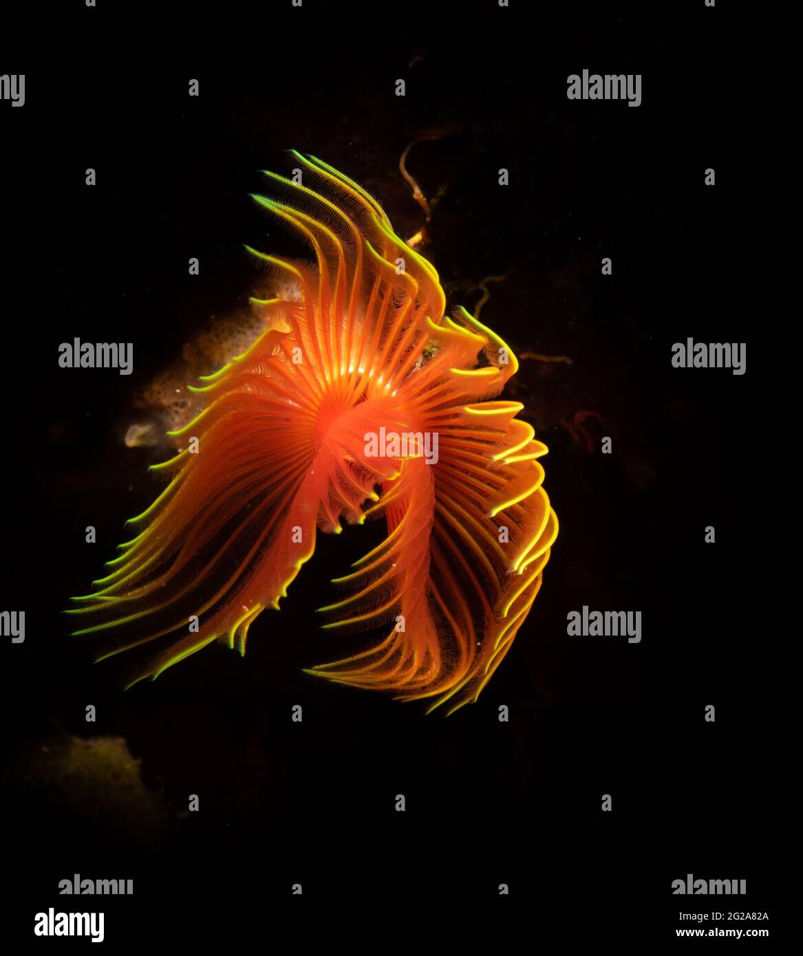 Horseshoe worms hi-res stock photography and images - Alamy