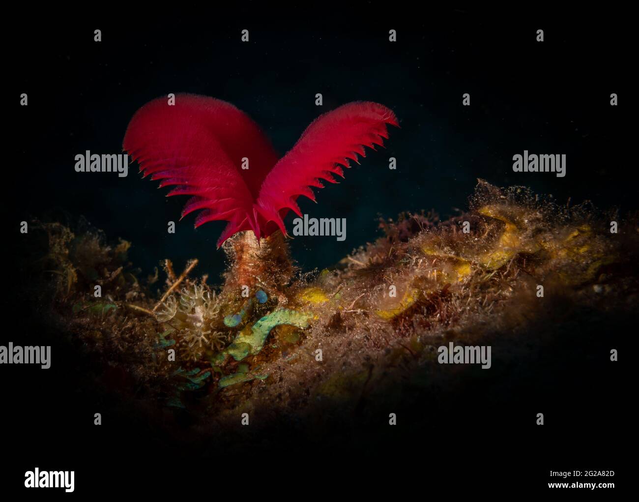 Spectacular tube worms on the reef off the Dutch Caribbean island of ...