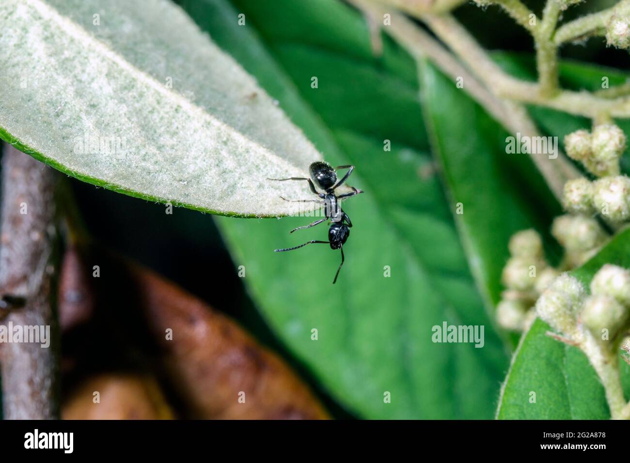 Big headed ant hi-res stock photography and images - Alamy