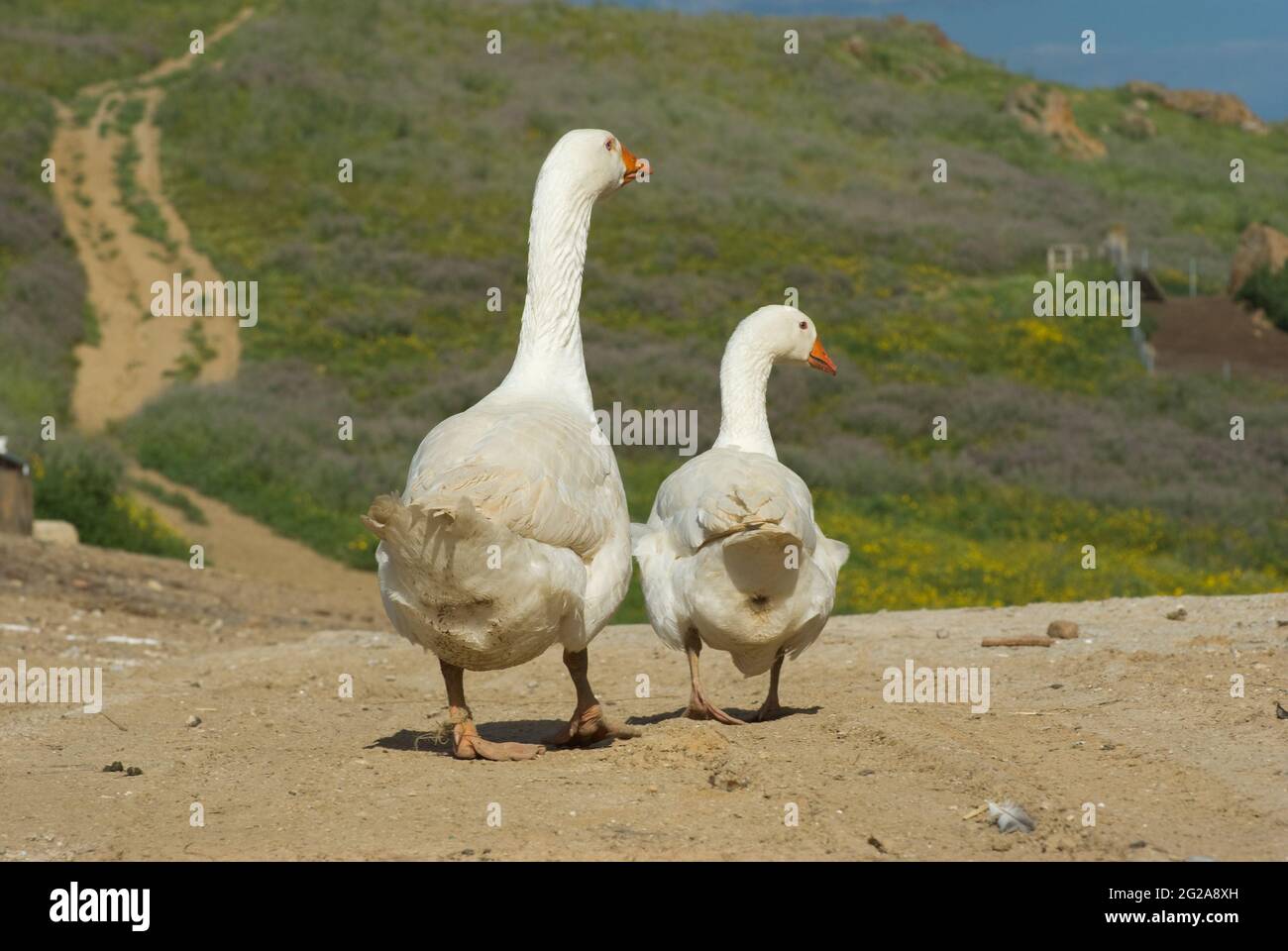 Geese walking away hi-res stock photography and images - Alamy