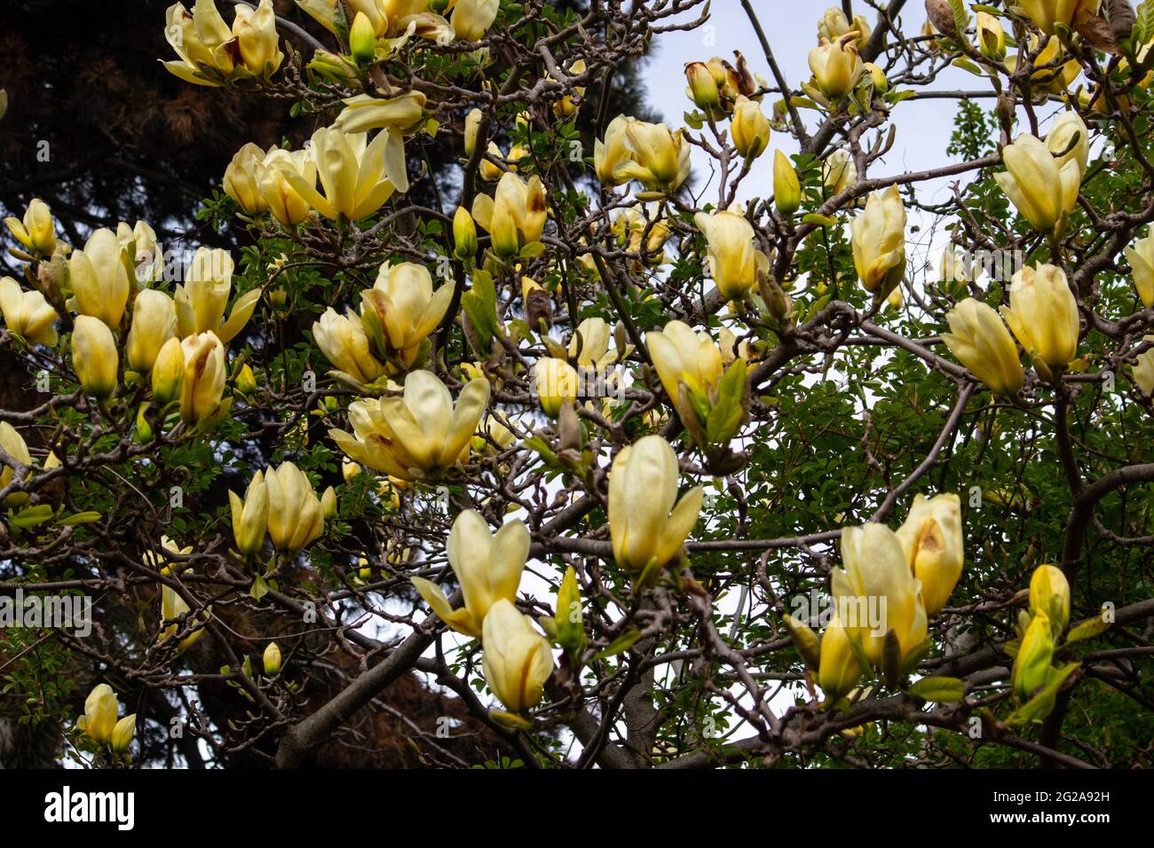 Yellow flowers of Magnolia tree Stock Photo - Alamy