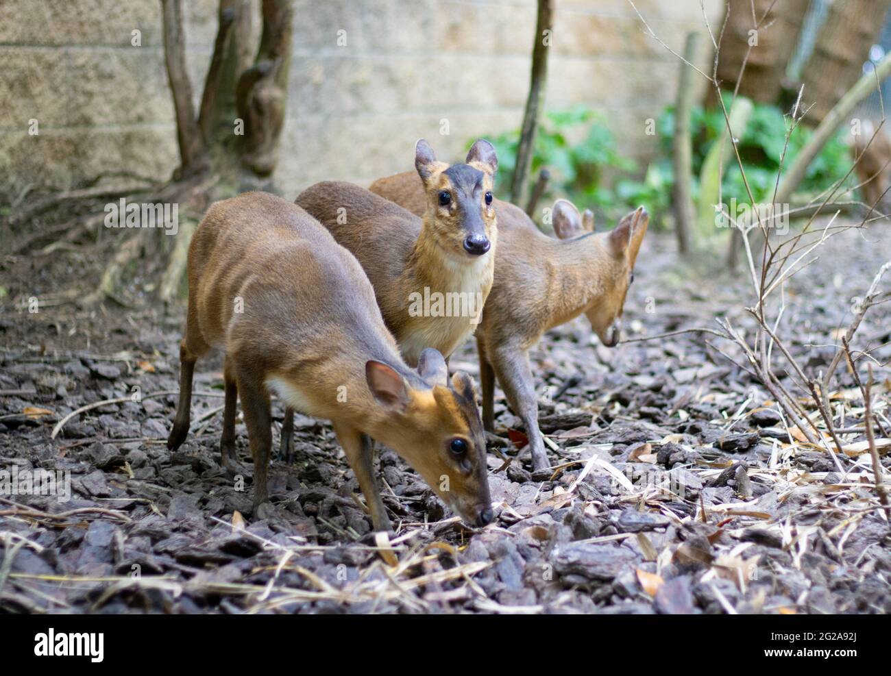 Tragulus versicolor hi-res stock photography and images - Alamy