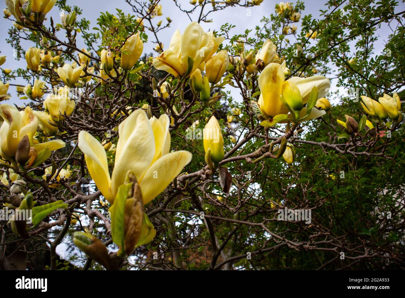 Yellow flowers of Magnolia tree Stock Photo - Alamy