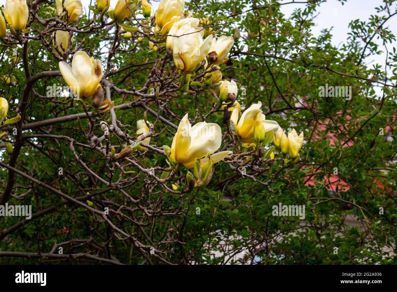 Yellow flowers of Magnolia tree Stock Photo - Alamy