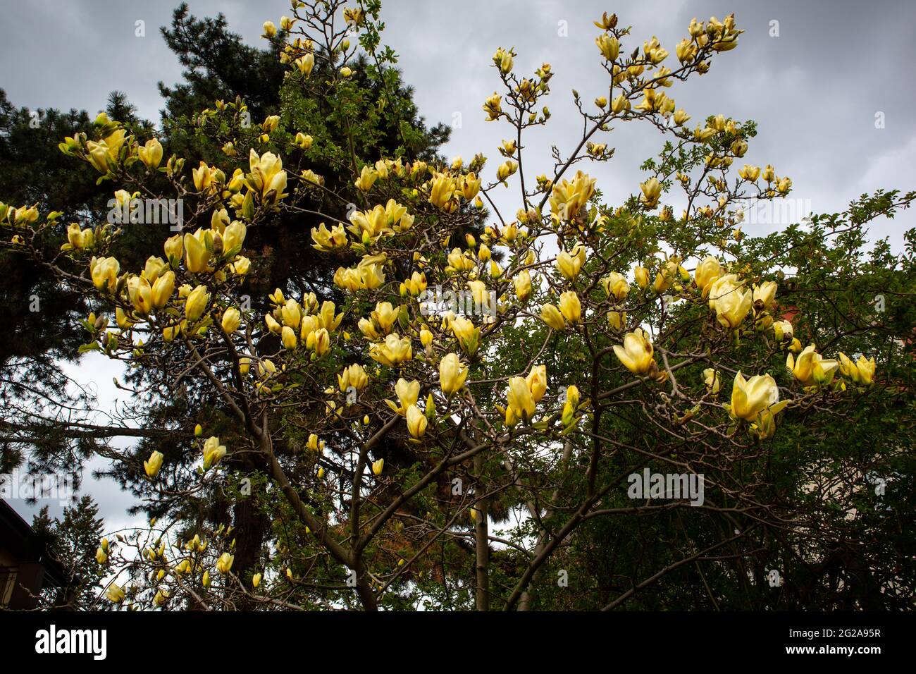 Yellow flowers of Magnolia tree Stock Photo - Alamy