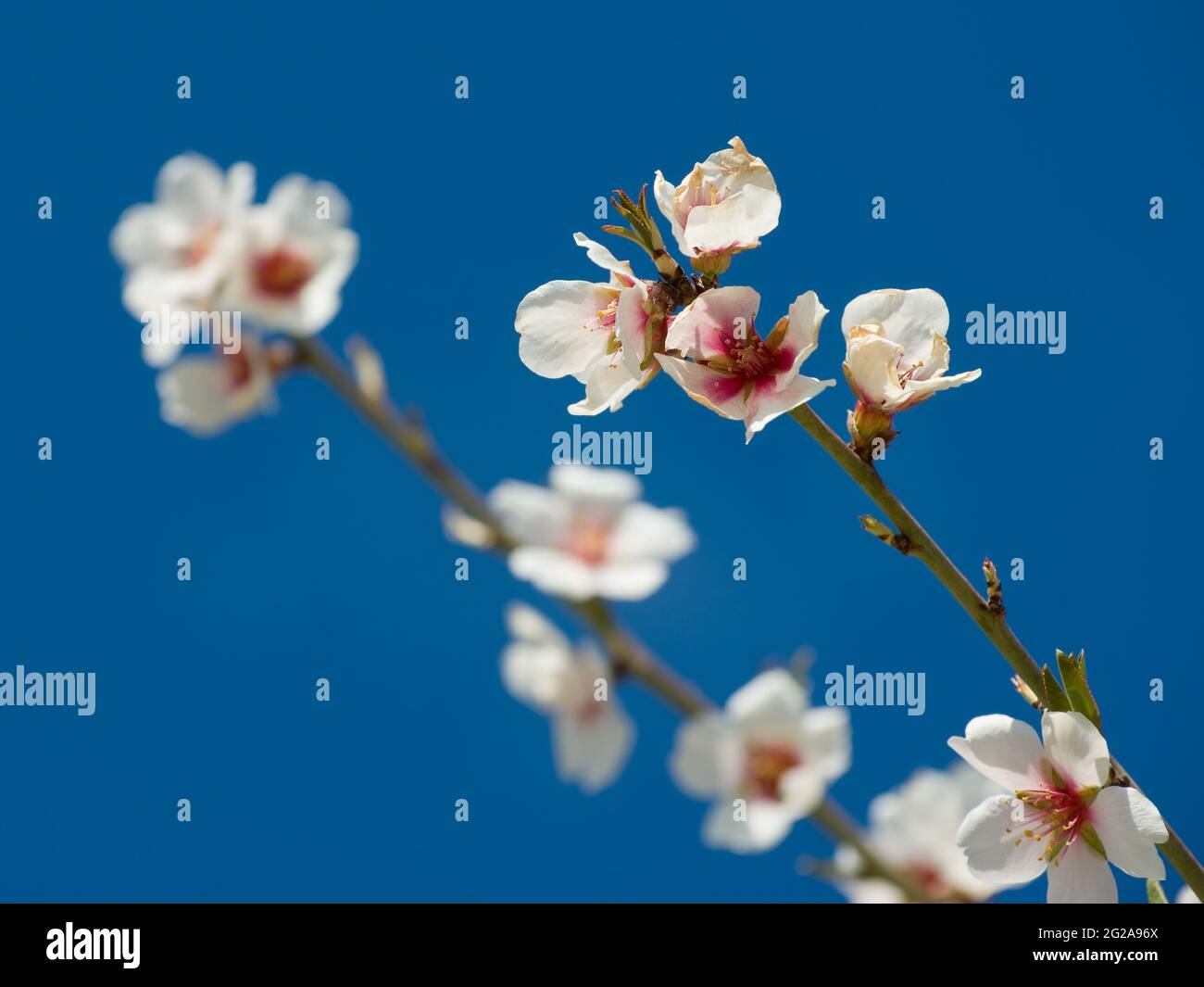 Close up almond tree branches hi-res stock photography and images - Alamy