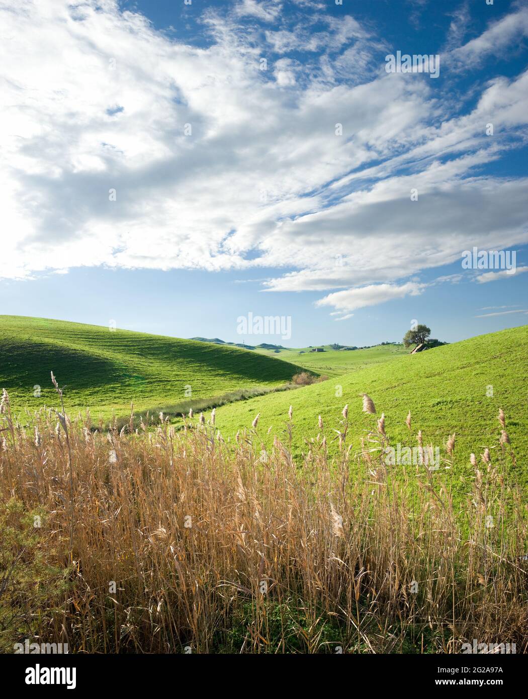 Reed thicket hi-res stock photography and images - Alamy