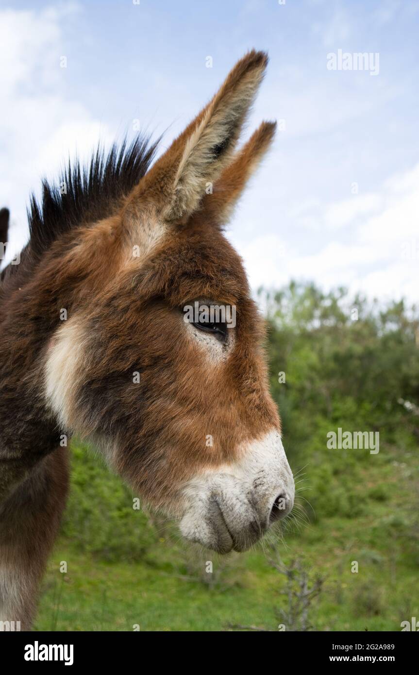 a donkey portrait view profile Stock Photo - Alamy
