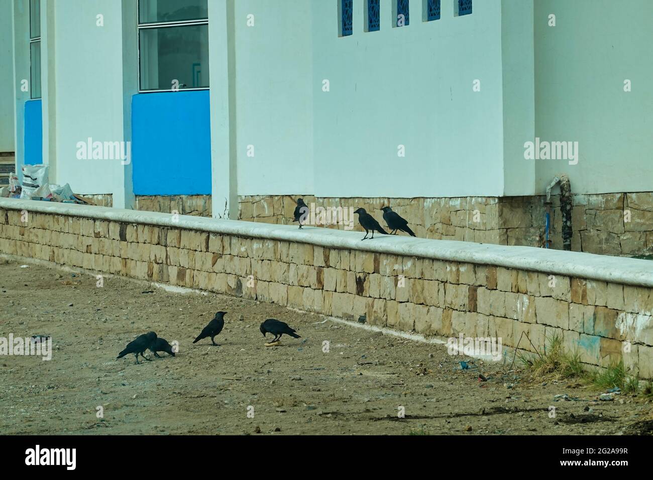 Many crows hi-res stock photography and images - Alamy