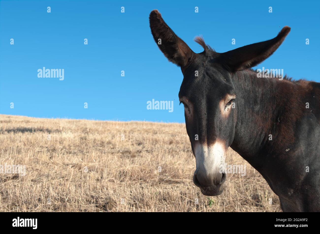 a donkey portrait (copy space Stock Photo - Alamy