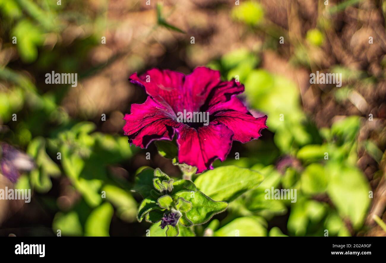 Wonderful flower hi-res stock photography and images - Alamy