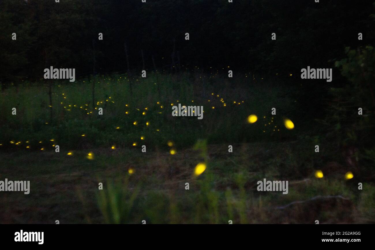 Photo of almost extinct Fireflies (Lampyridae) shot in Western Georgia ...