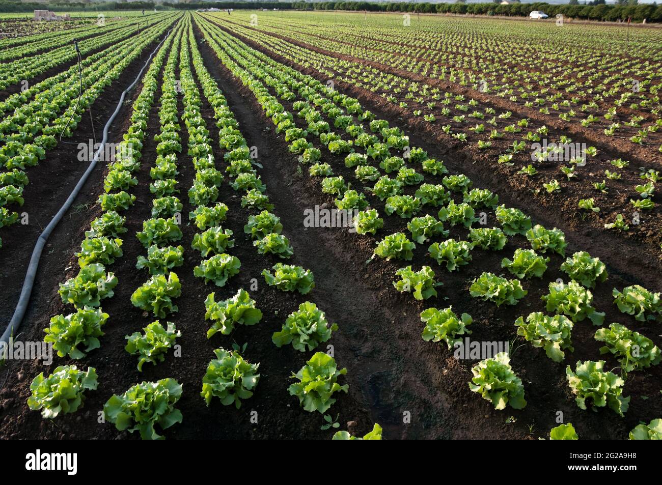 cultivated land to lettuce (horizontal Stock Photo - Alamy