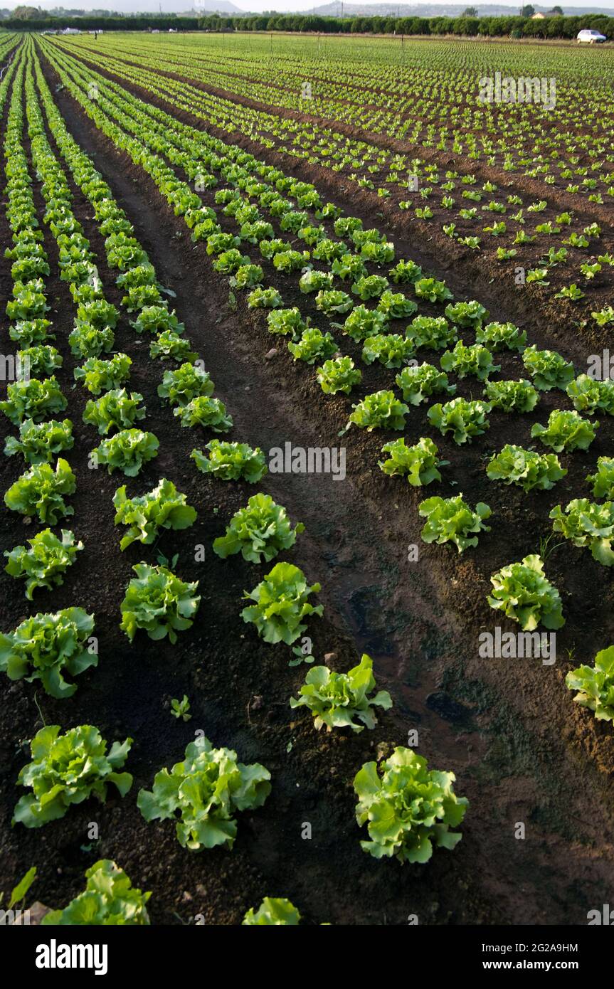 cultivated land to lettuce (vertical Stock Photo - Alamy