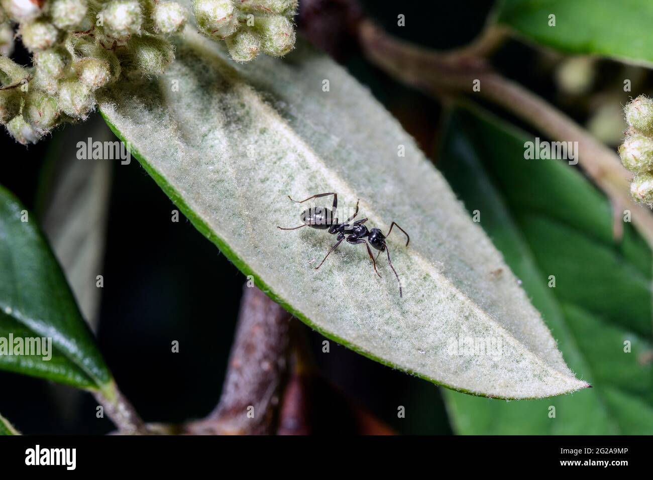 Soldier ant hi-res stock photography and images - Alamy