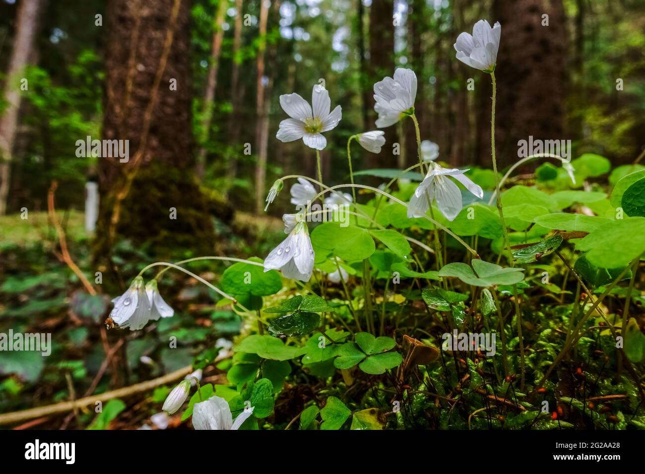 fresh wood sorrel on green moss in the spring and forest Stock Photo ...
