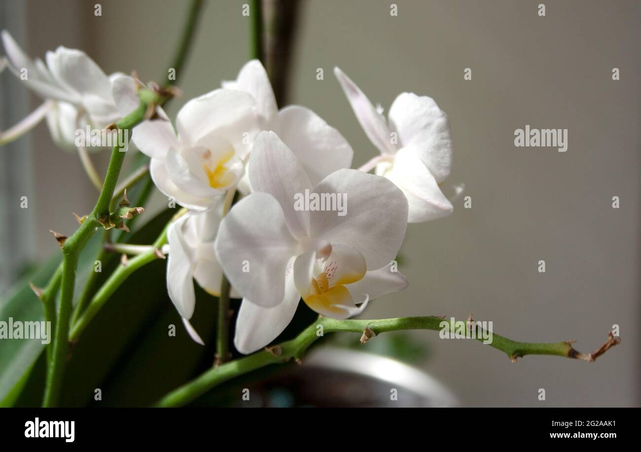 Orchids flower structure hi-res stock photography and images - Alamy