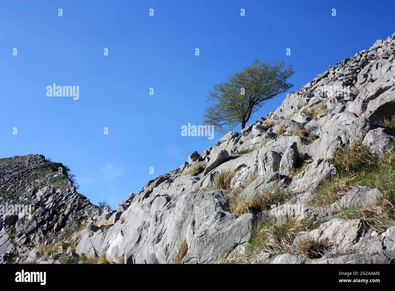 powerful ancient evergreen trees resist growing on the face of a ...