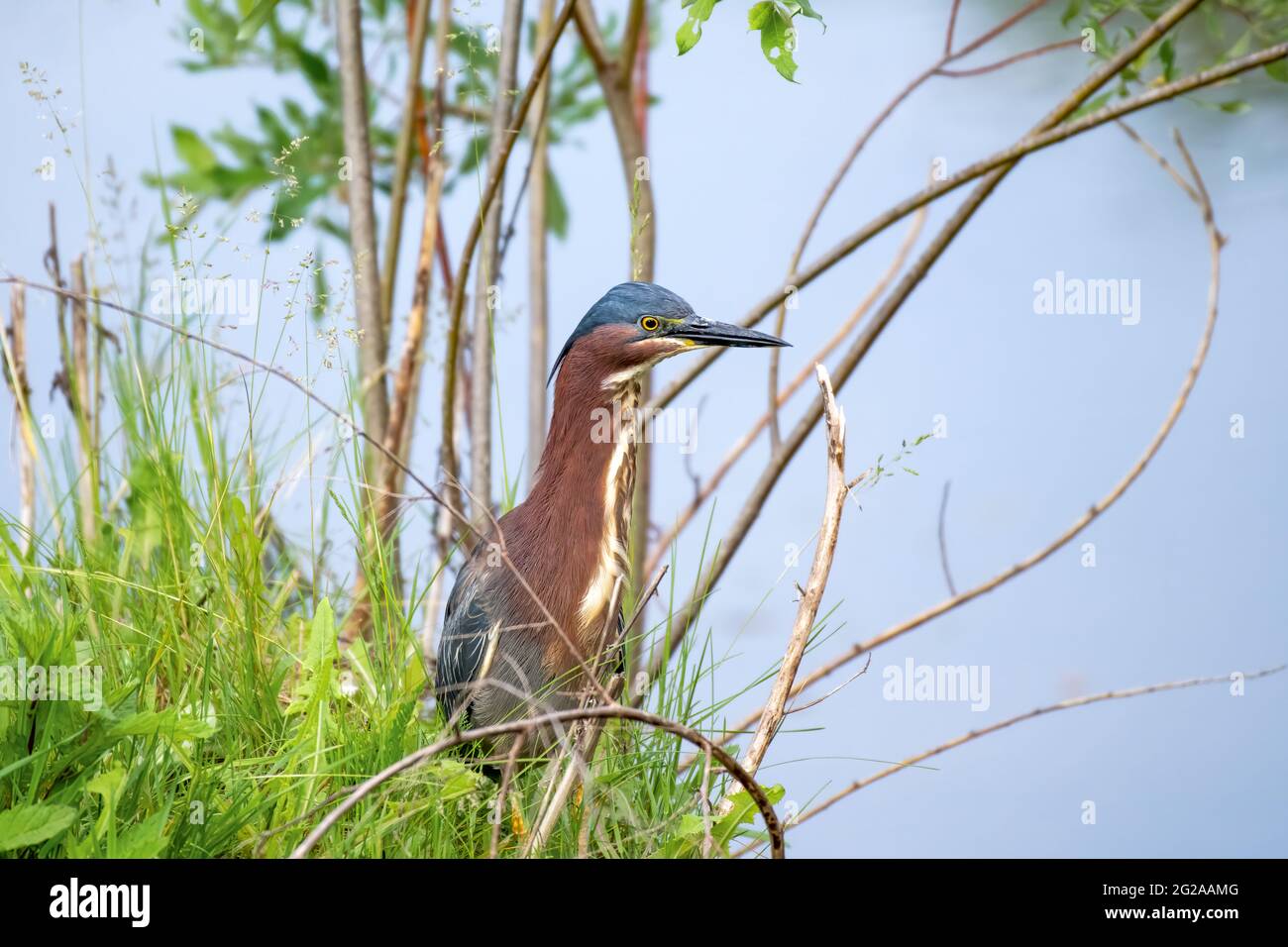 Green heron fishing in summer. Closeup profile view Stock Photo - Alamy