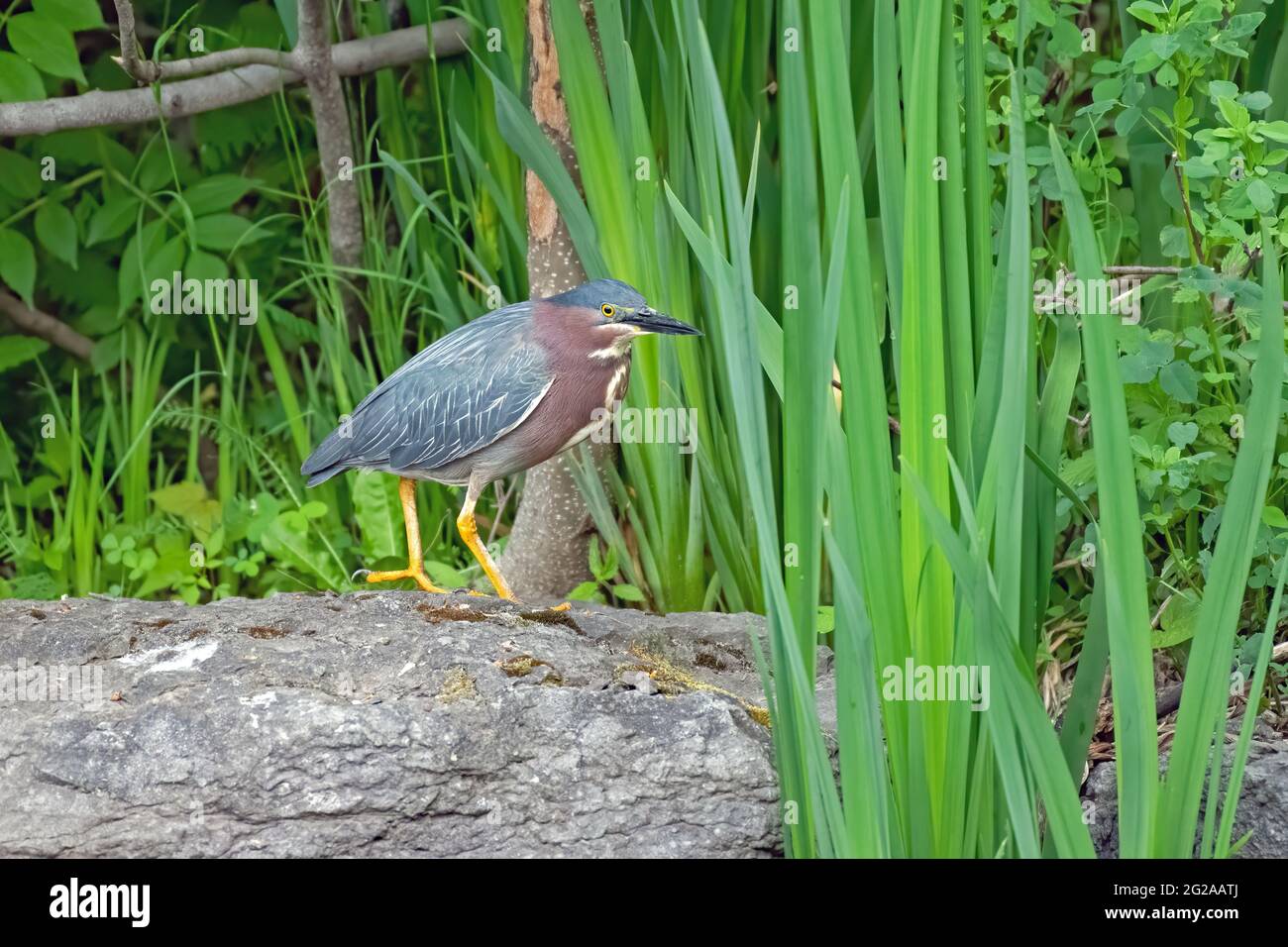 Green heron fishing from a branch with a large rock in the background ...