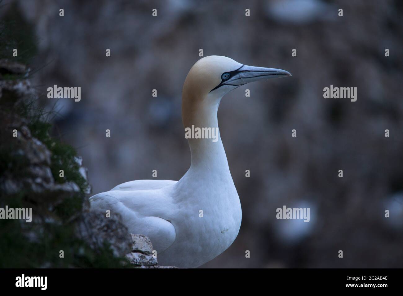 Gannet at Bempton Cliffs East Yorkshire UK Stock Photo - Alamy