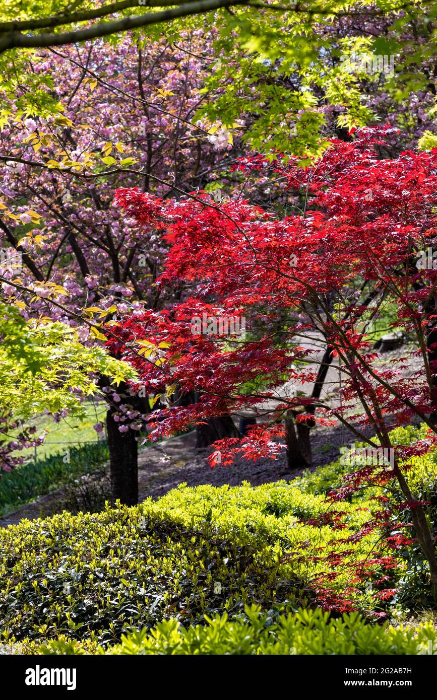 Red and green Maple with some Cherry trees in the Japanese garden ...
