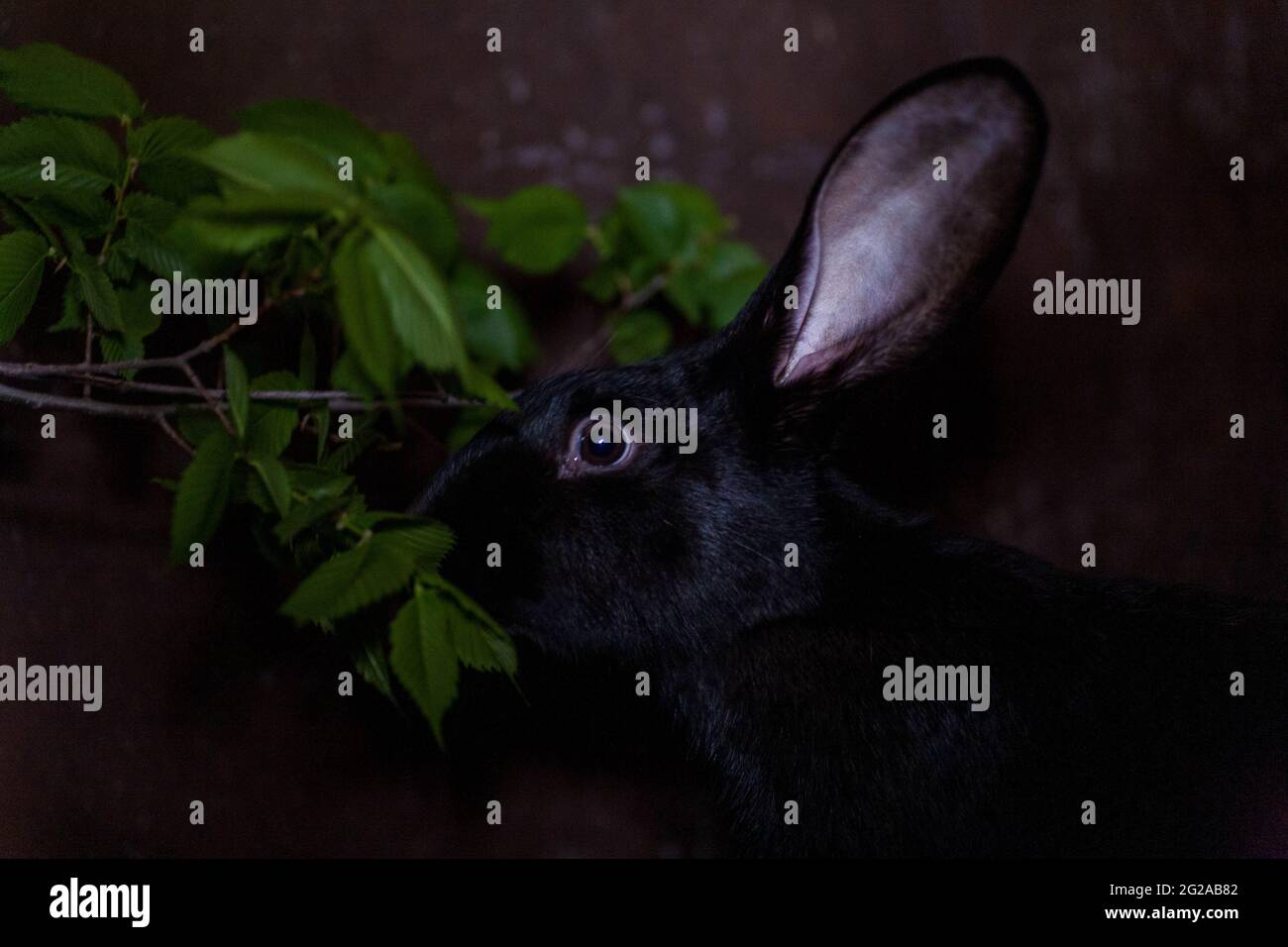 Cottontail rabbit ears veins hi-res stock photography and images - Alamy