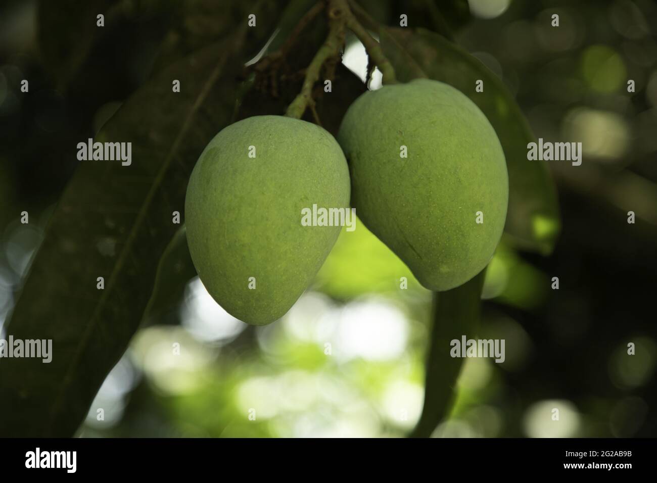 Closeup of unripe mangoes on a tree in a garden with a blurry ...