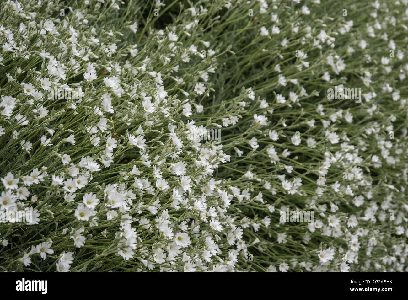 close-up of white flowering snow in summer, a perennial ground cover ...
