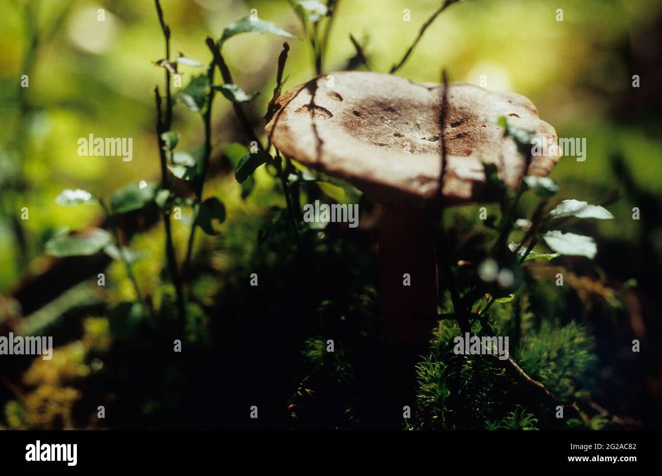 Boletus in a Swedish forest Stock Photo - Alamy
