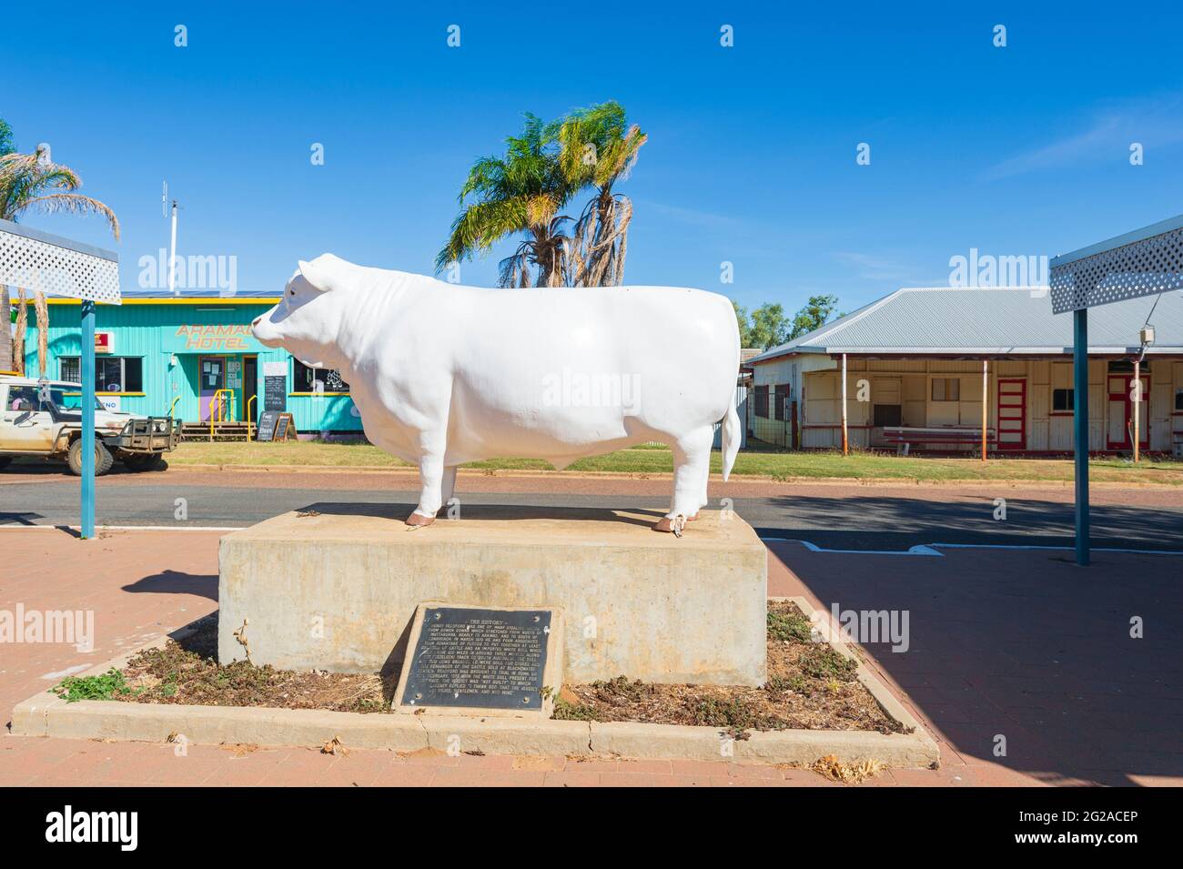 White bull hi-res stock photography and images - Alamy