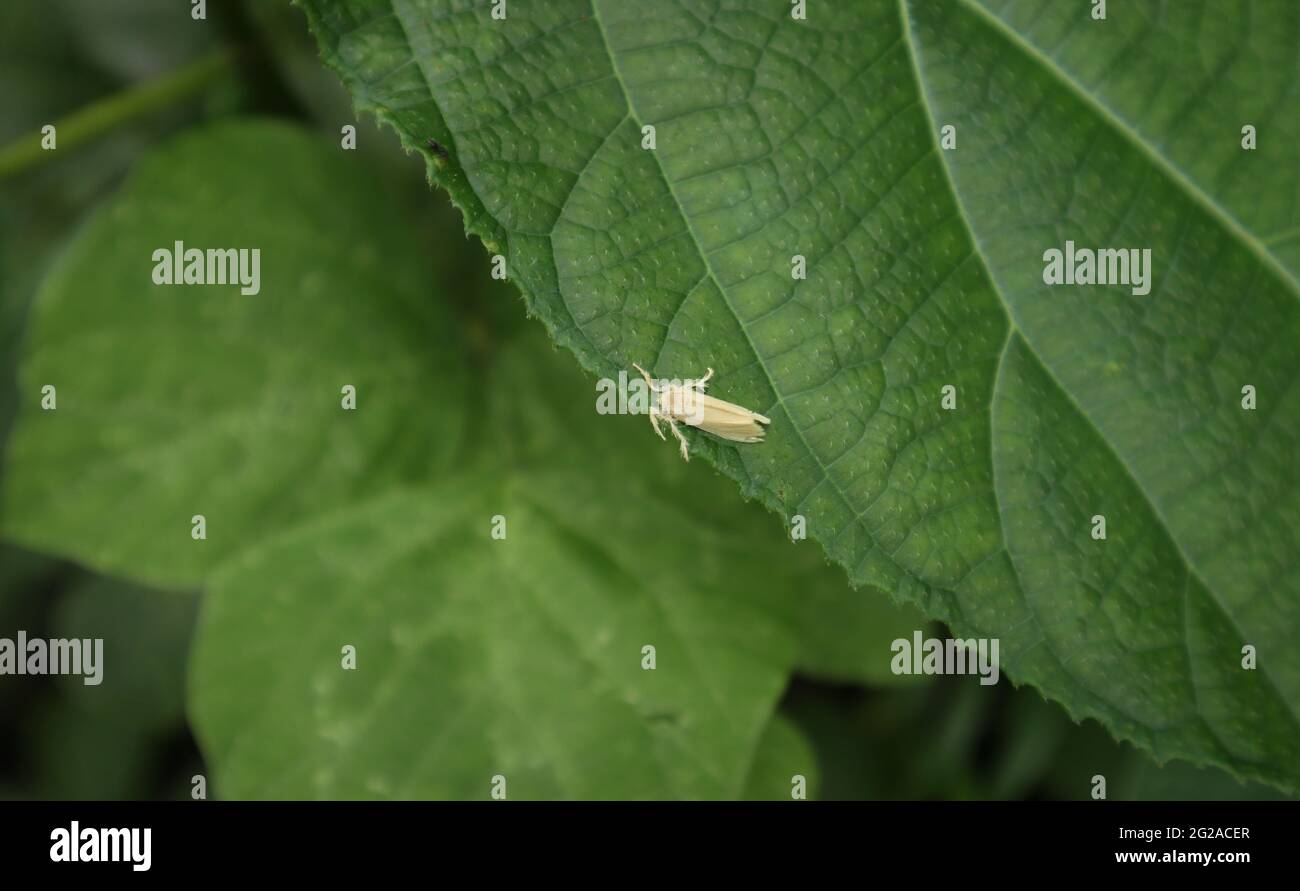 Overhead view of a hairy cream color moth on top of a green leaf with ...