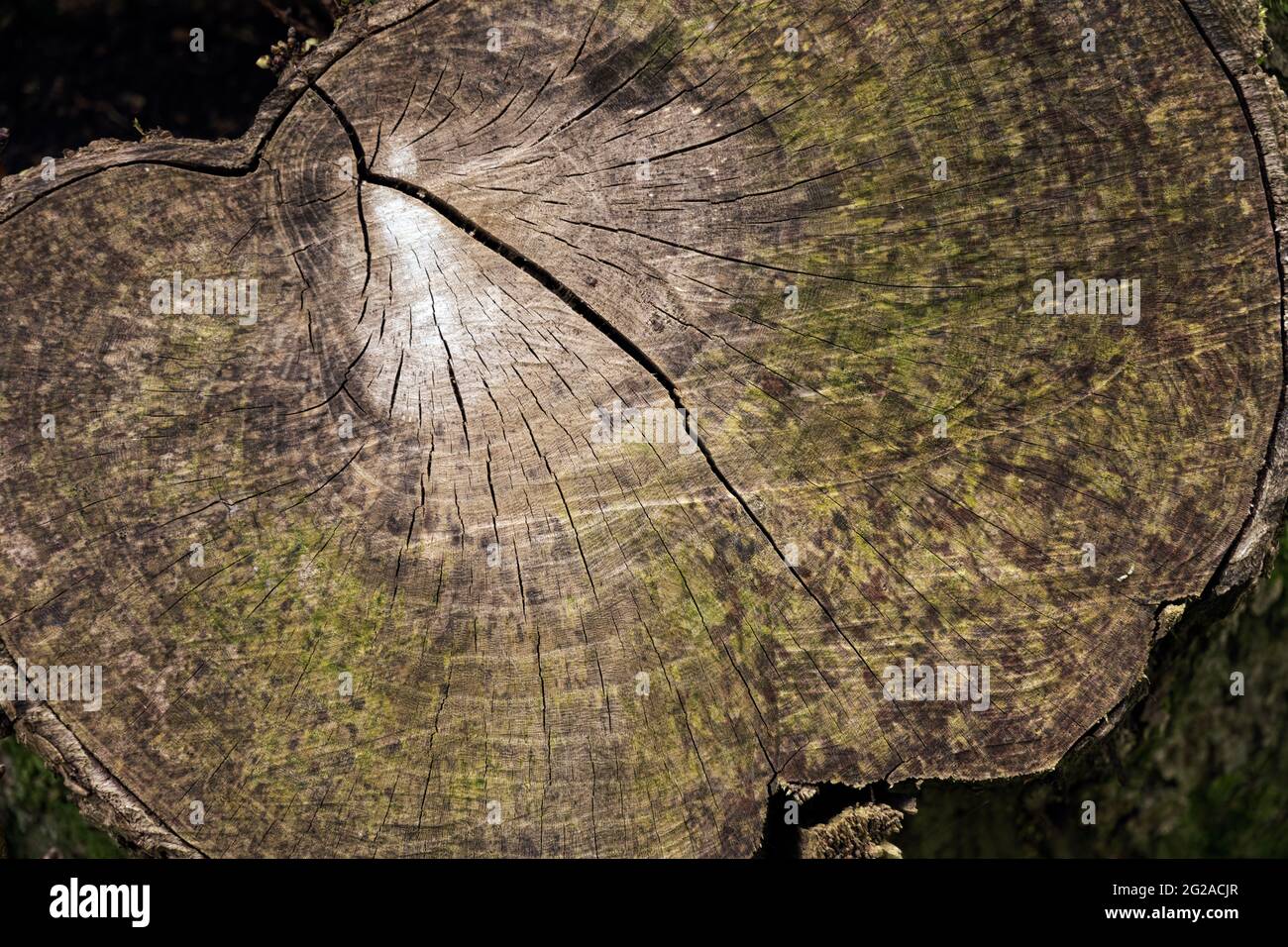 Timber, log cross section, close up to use as a background Stock Photo ...