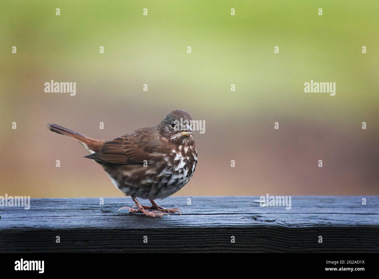Chubby bird hi-res stock photography and images - Alamy