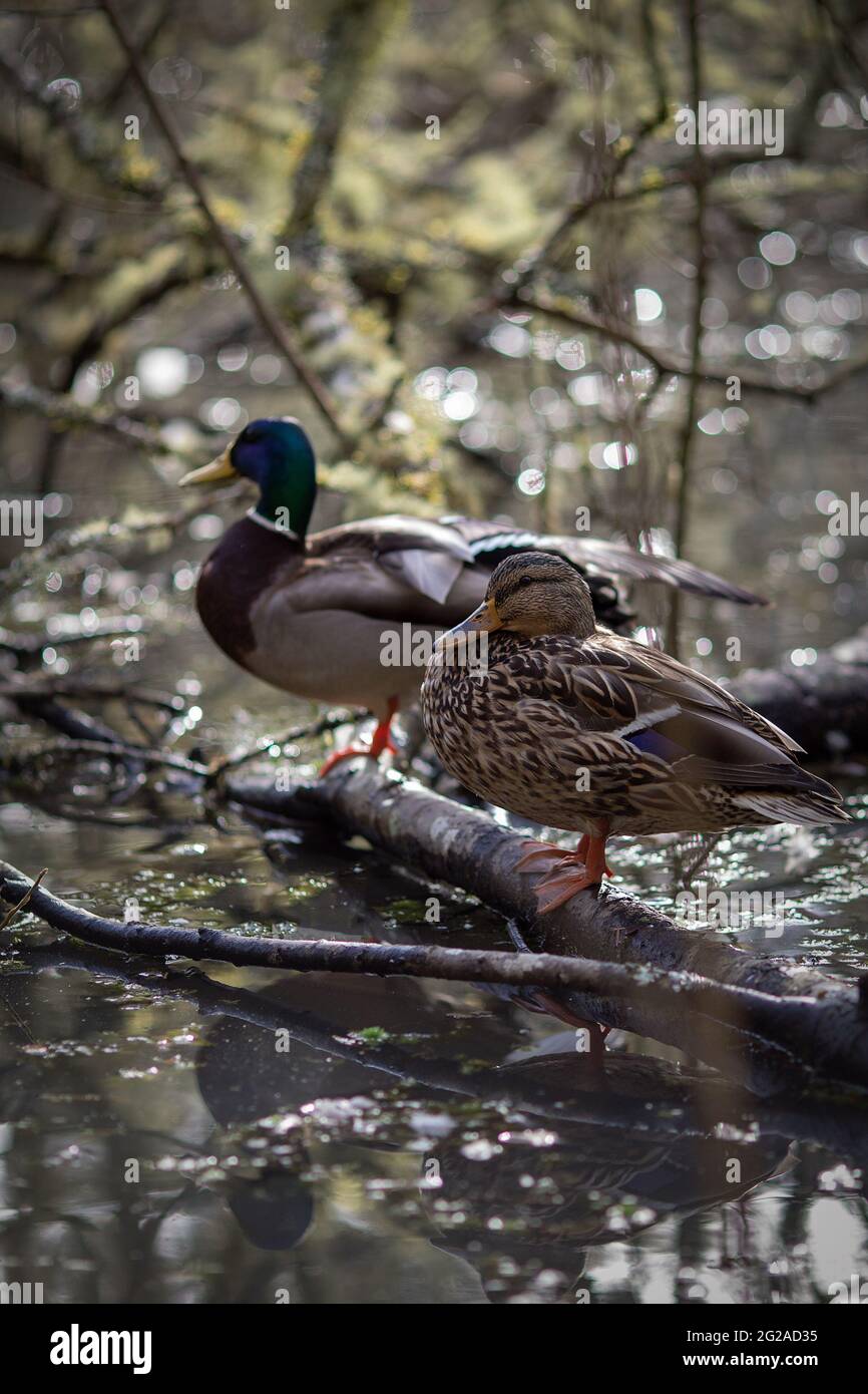 Hen and drake mating hi-res stock photography and images - Alamy