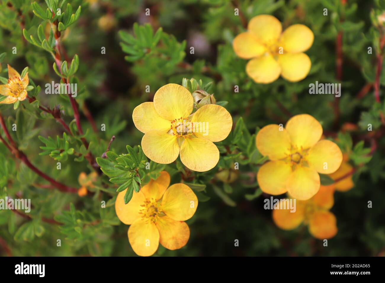 Potentilla fruticosa in summer hi-res stock photography and images - Alamy