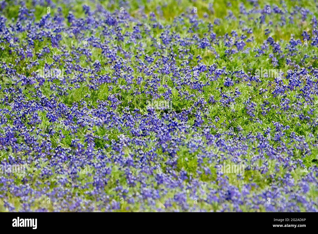 A field of Oregon wildflowers Stock Photo - Alamy