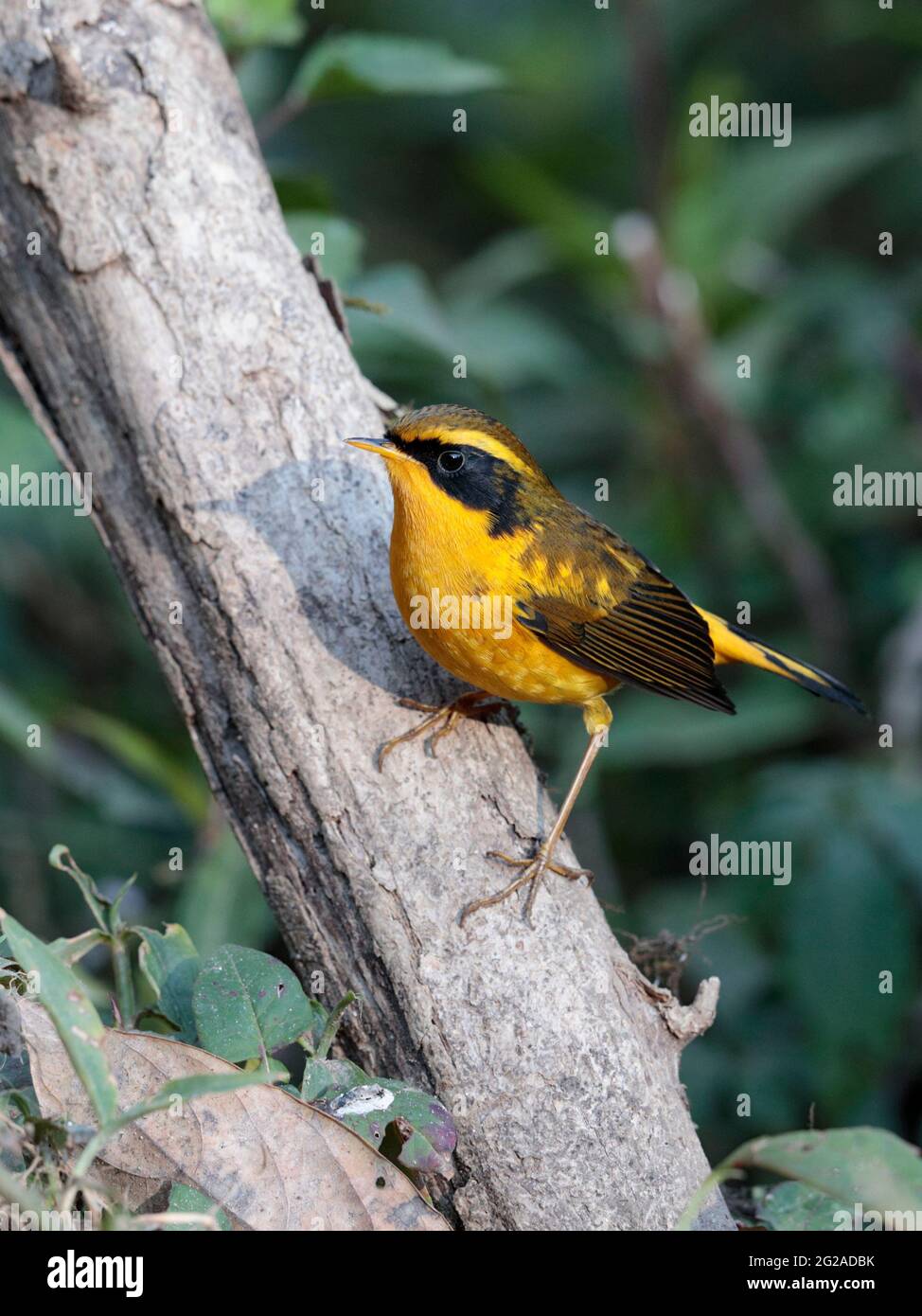 Golden Bush-Robin (Tarsiger chrysaeus), male, Gaoligongshan, western ...