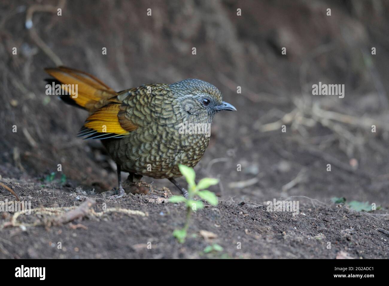 Scaly Laughingthrush (Trochalopteron subunicolor), Gaoligongshan ...