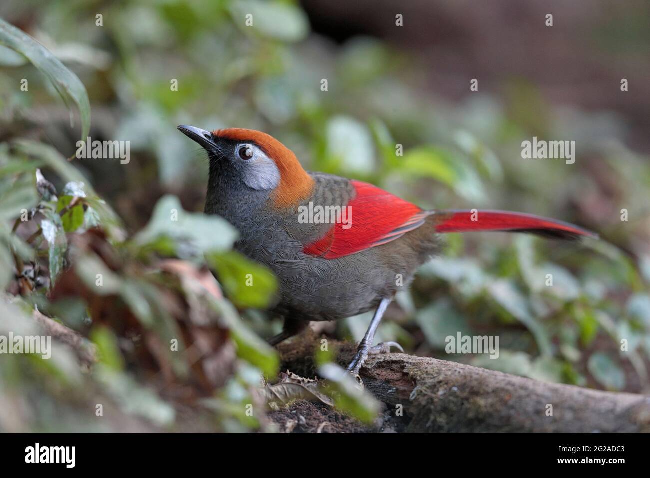 Red-tailed Laughingthrush (Trochalopteron milnei), Gaoligongshan ...