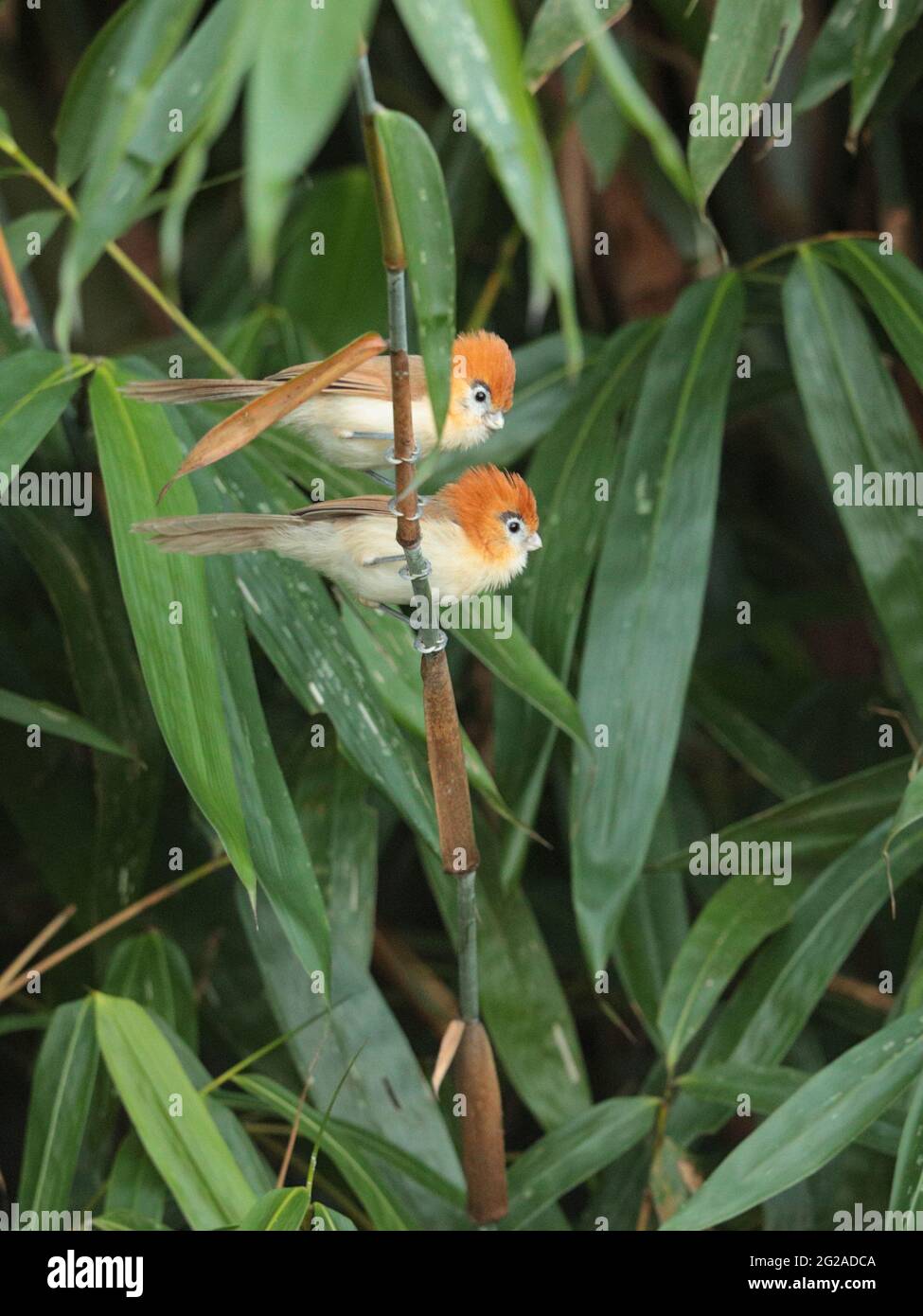 Lesser rufous headed parrotbill hi-res stock photography and images - Alamy