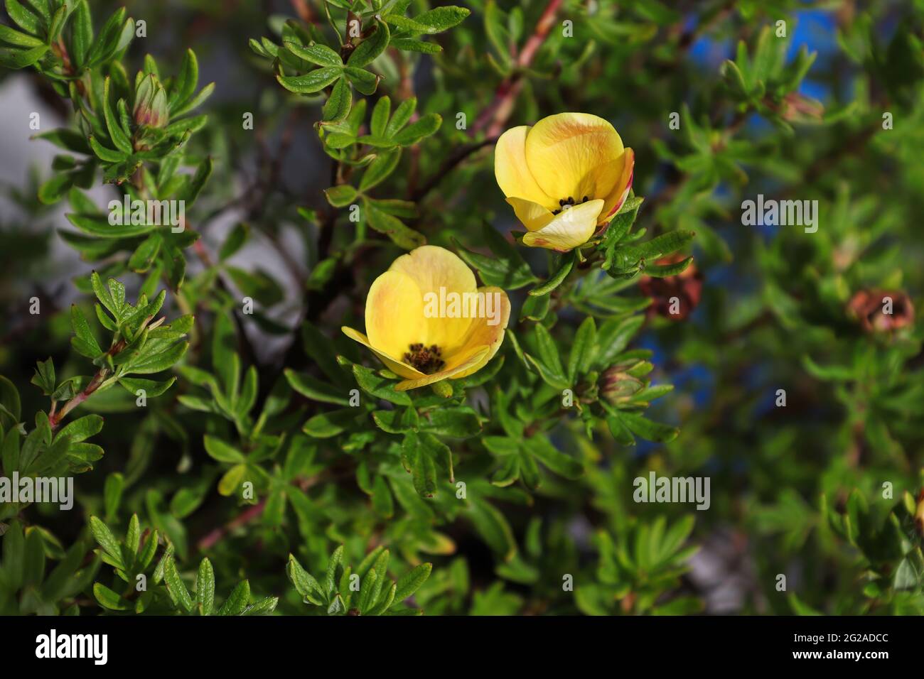 Potentilla shrub hi-res stock photography and images - Alamy