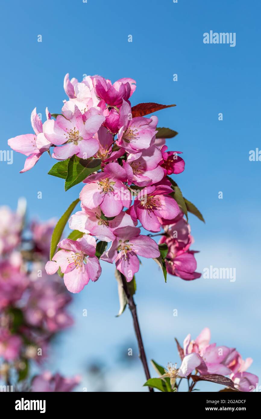 Apple brandy orchard hi-res stock photography and images - Alamy