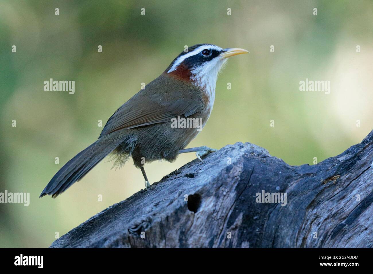 Streak breasted scimitar babbler pomatorhinus ruficollis adult hi-res ...