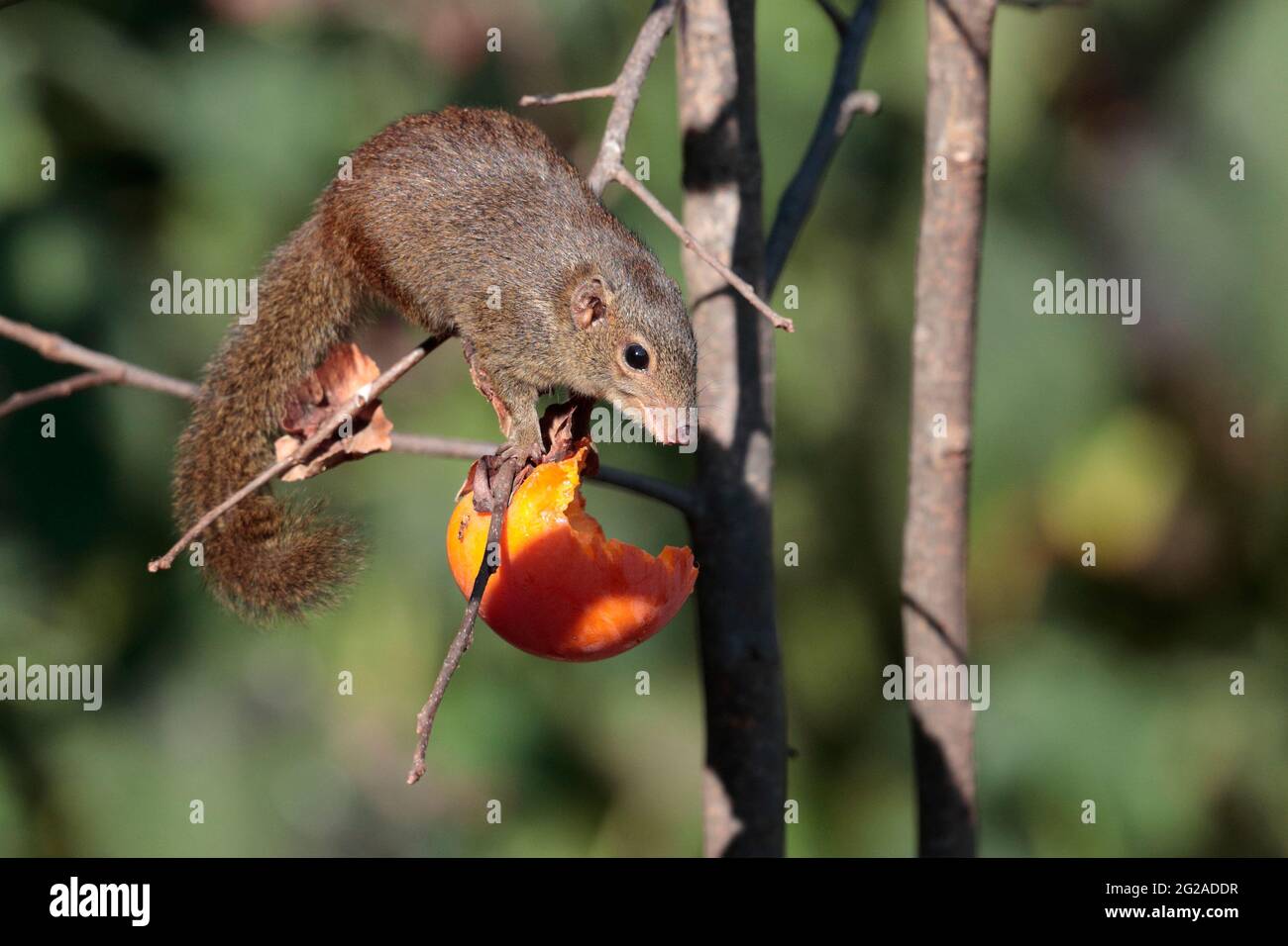 Tupaia hi-res stock photography and images - Alamy
