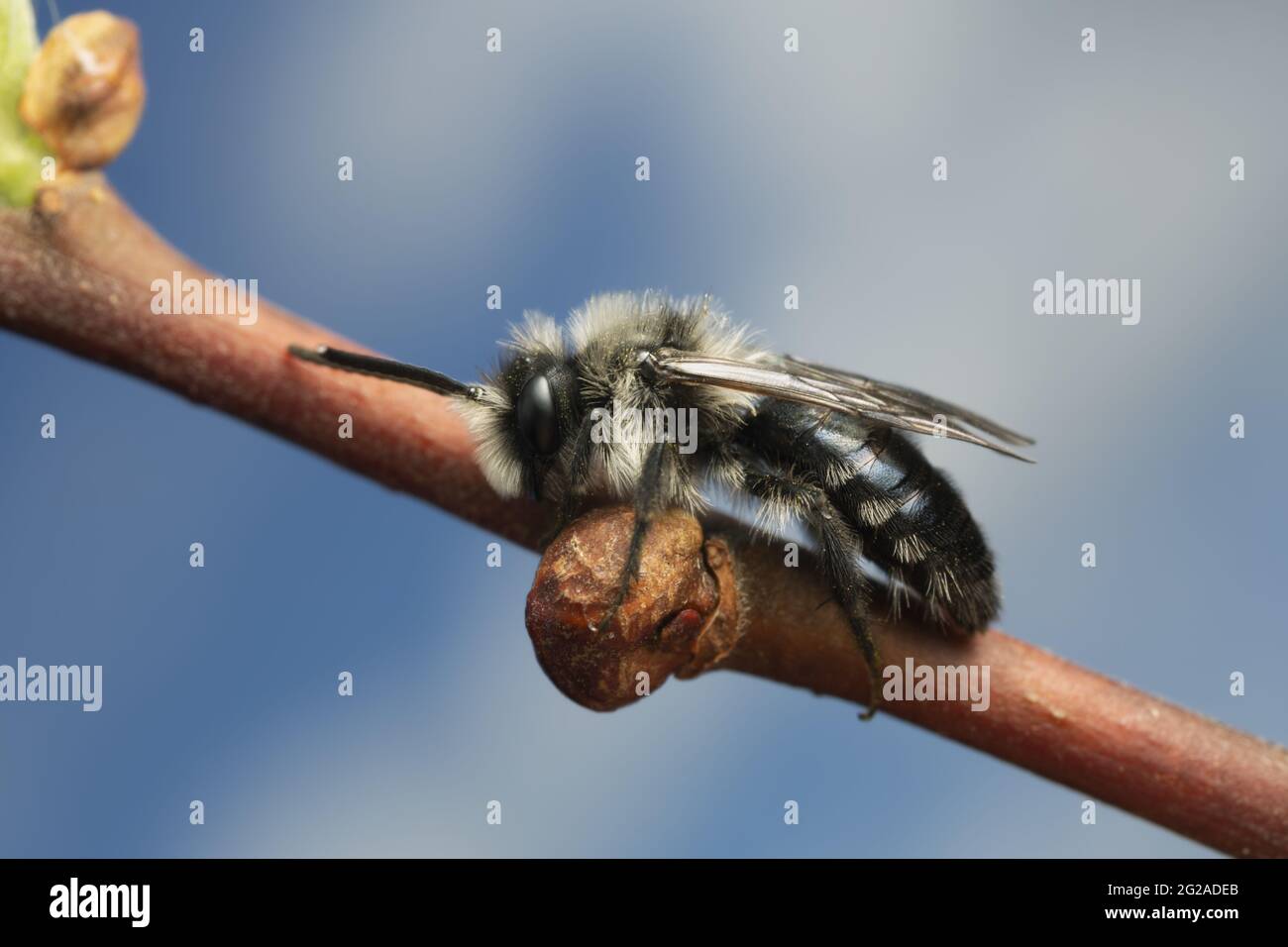 Ashy mining bee, Andrena cineraria resting on salix twig, this bee is ...