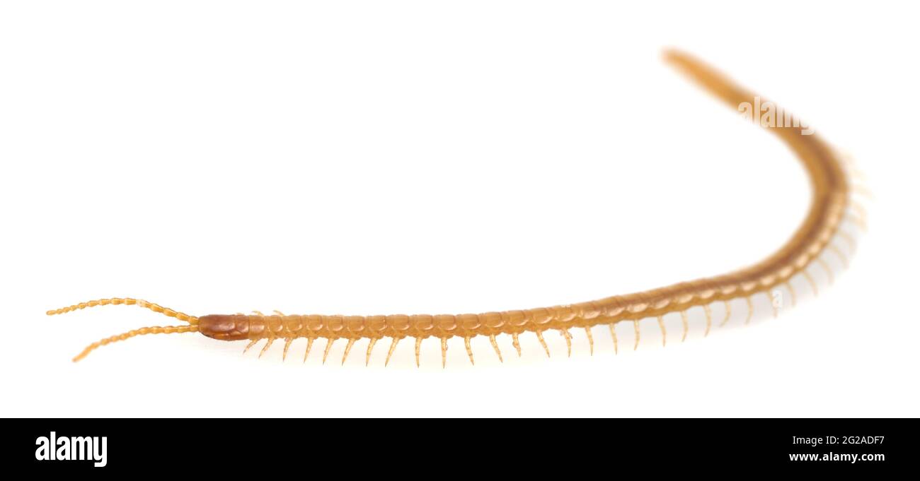 Soil centipede Cut Out Stock Images & Pictures - Alamy