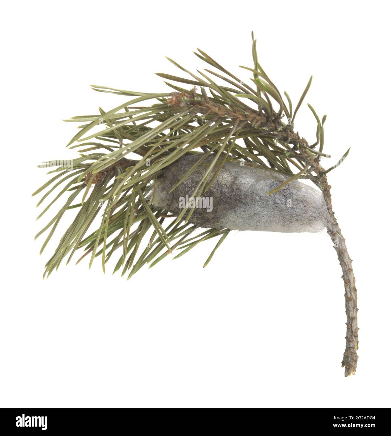 Pine-tree lappet, Dendrolimus pini cocoon on pine twig isolated on ...