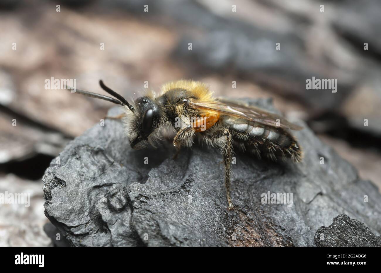Male bilberry mining bee, Andrena lapponica on burnt pine bark with the ...
